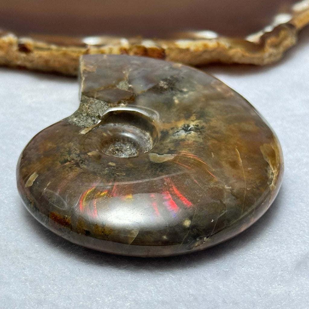 Natural Ammolite Fossil Display 105.87g 75.9 by 59.6 by 18.7mm | Huangs Jadeite and Jewelry Pte Ltd